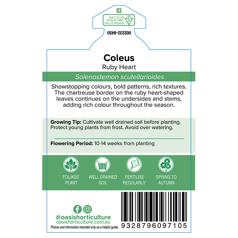 Oasis Horticulture | COLEUS RUBY HEART FLOWER BOUTIQUE PUNNET