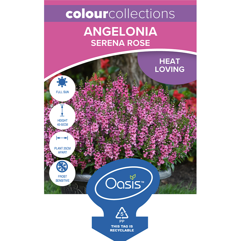 Oasis Horticulture | ANGELONIA SERENA ROSE COLOUR COLLECTIONS 180MM POT