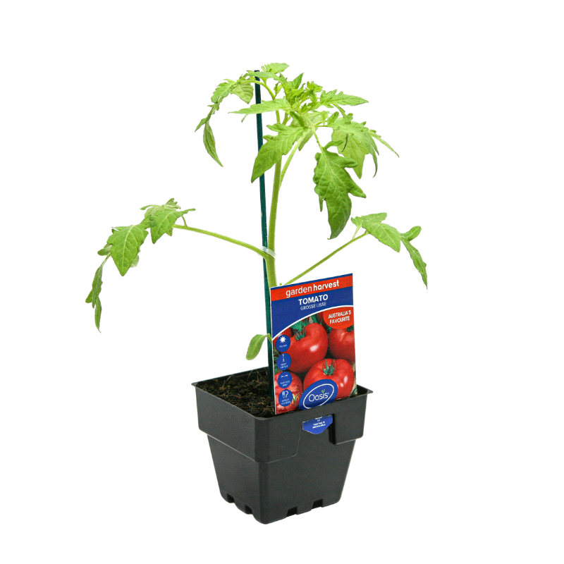 Oasis Horticulture | TOMATO GROSSE LISSE GARDEN HARVEST 100MM POT