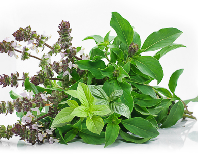 Oasis Horticulture | BASIL MIX VEGIES TO GO 6 CELL PACK