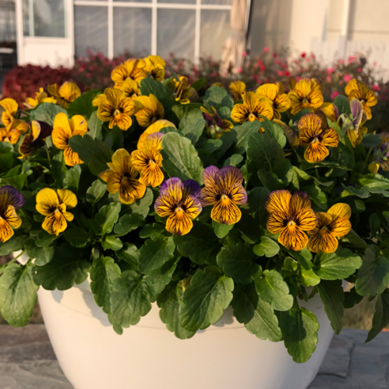 Oasis Horticulture | VIOLA BUMBLEBEE FLOWER BOUTIQUE PUNNET