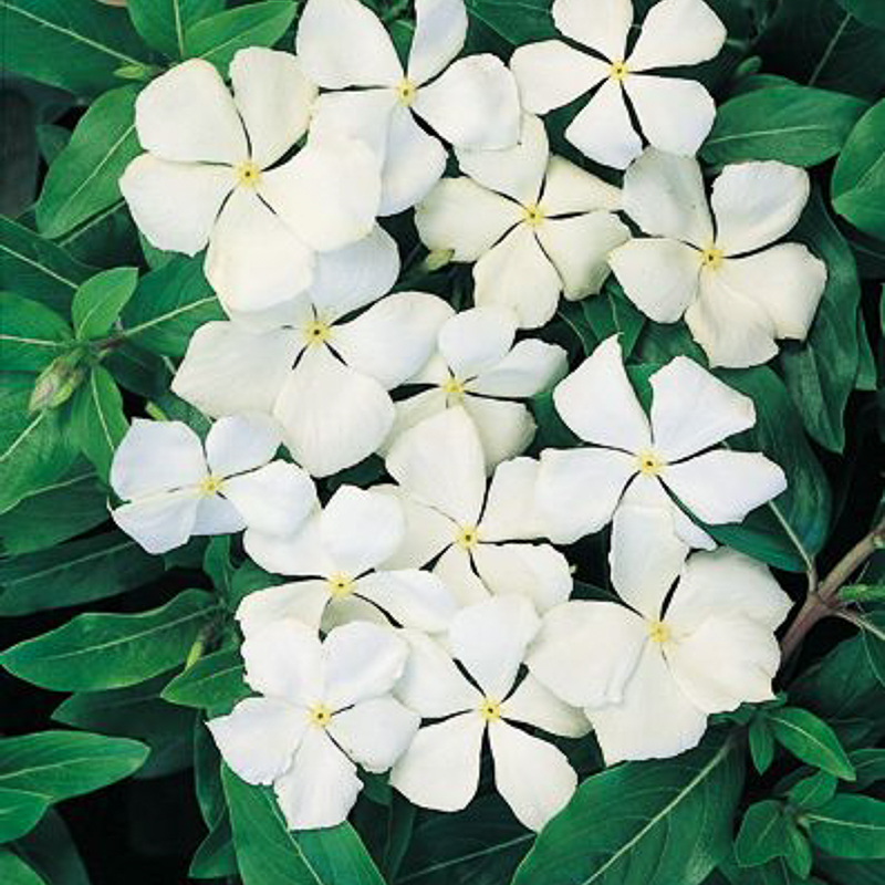Oasis Horticulture Pty Ltd | Vinca White