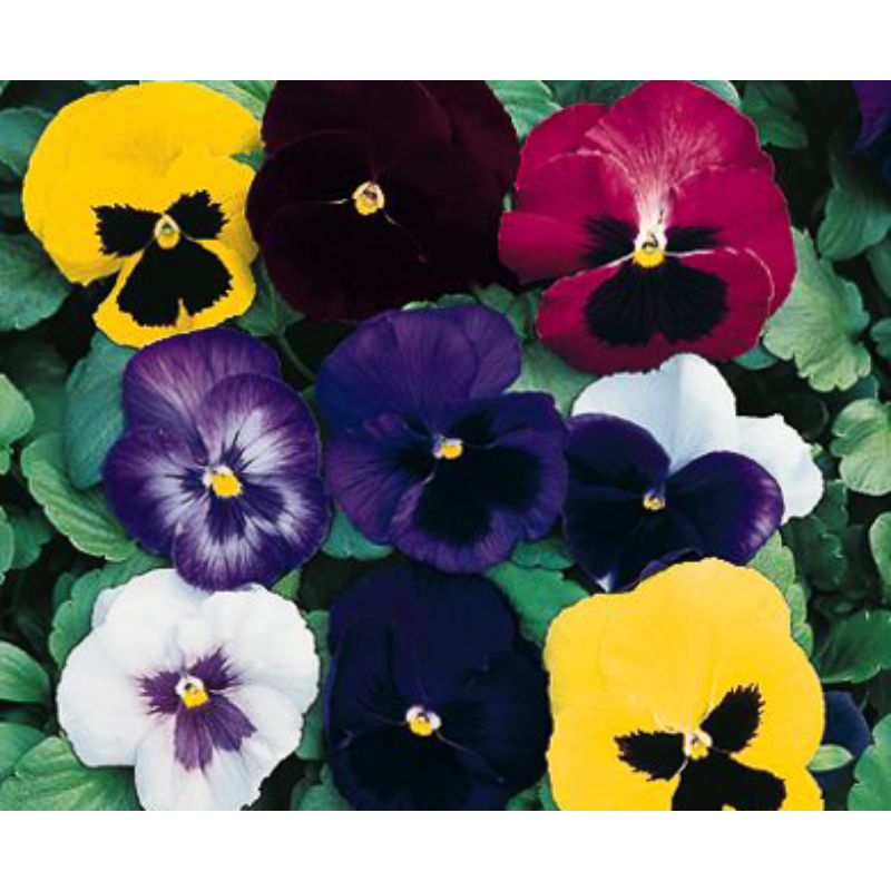 Oasis Horticulture | PANSY MIX FLOWERS TO GO 10 CELL PACK