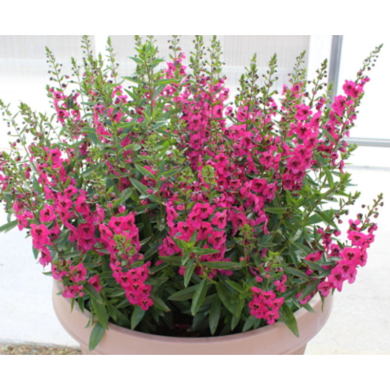 Oasis Horticulture | ANGELONIA SERENA ROSE COLOUR COLLECTIONS 180MM POT