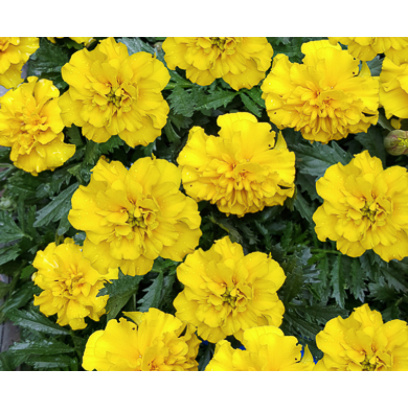 Oasis Horticulture | MARIGOLD YELLOW COLOUR COLLECTIONS 180MM POT