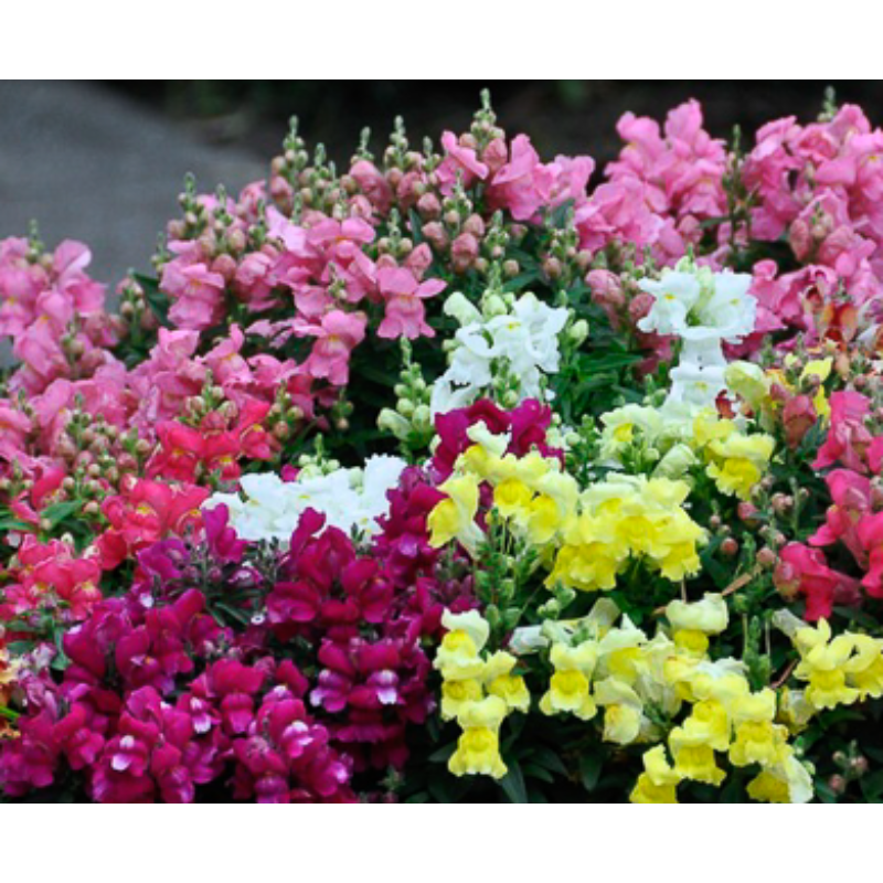 Oasis Horticulture | SNAPDRAGON MIX COLOUR COLLECTIONS 180MM POT