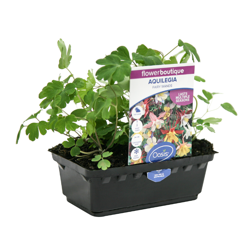 Oasis Horticulture Pty Ltd | Flowering Imperial Punnet