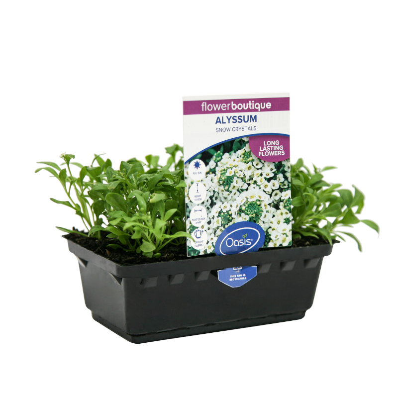 Oasis Horticulture Pty Ltd | Flowering Imperial Punnet