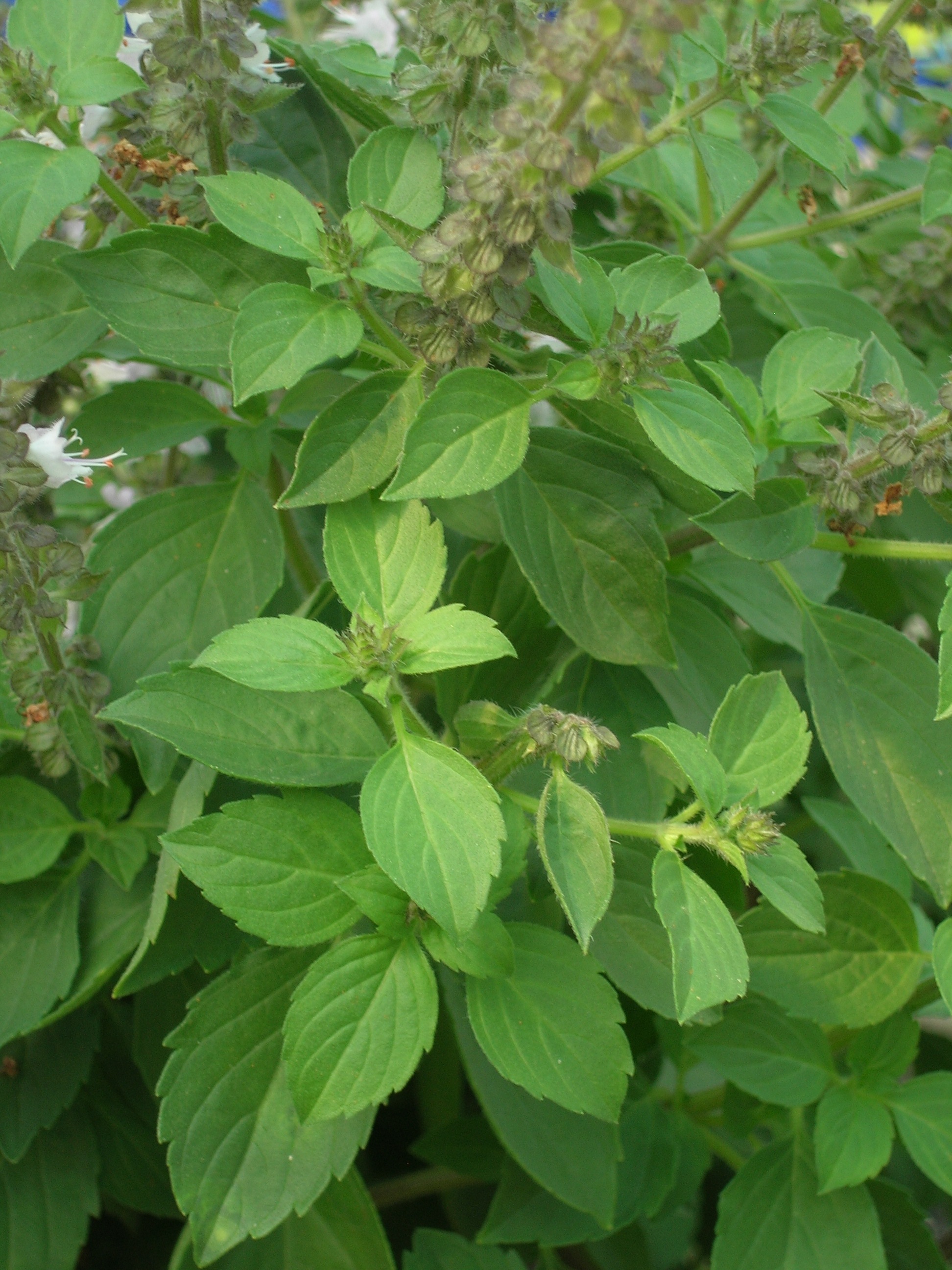 Oasis Horticulture Pty Ltd | Herbs