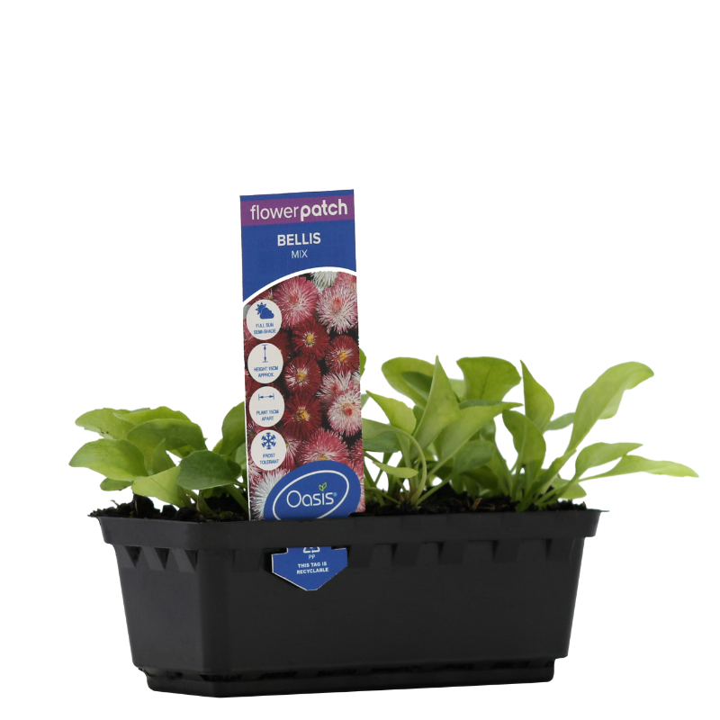 Oasis Horticulture Pty Ltd | Bellis Mix