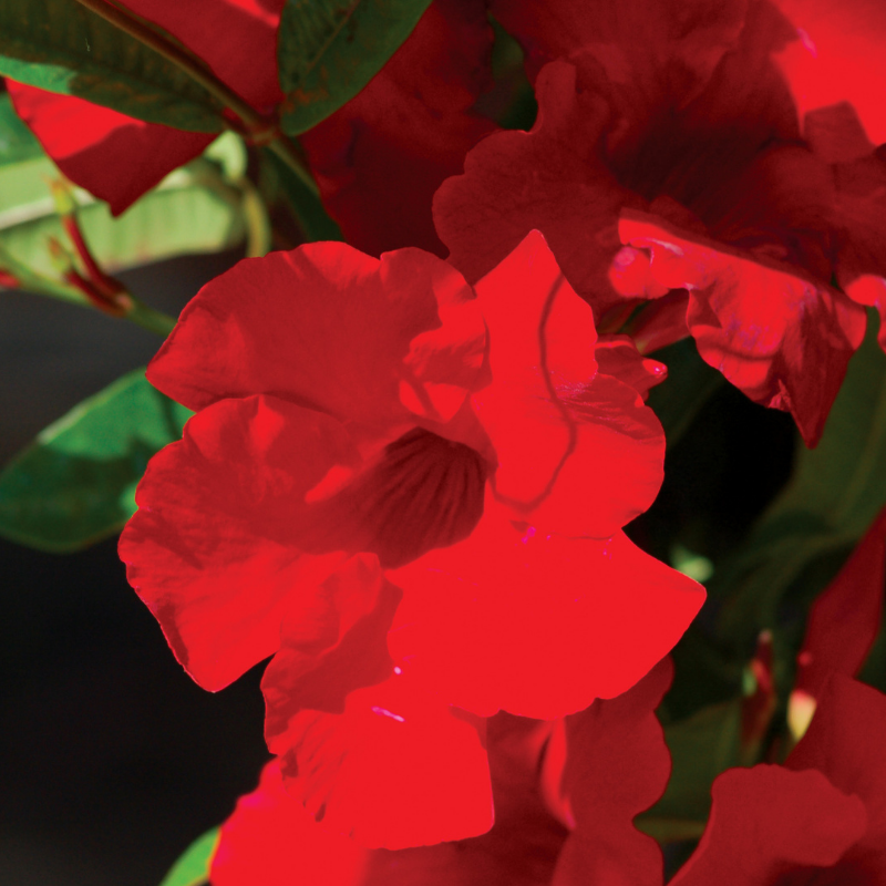 Oasis Horticulture Pty Ltd | Sun Parasol Giant Red Emperor