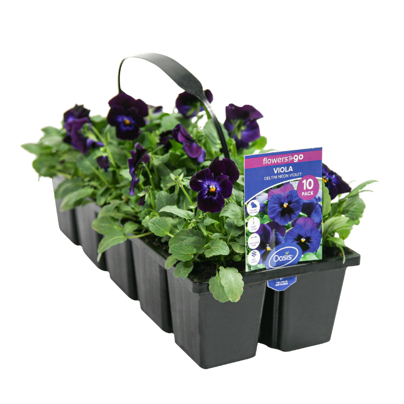 Oasis Horticulture Pty Ltd | Viola Deltini Neon Violet
