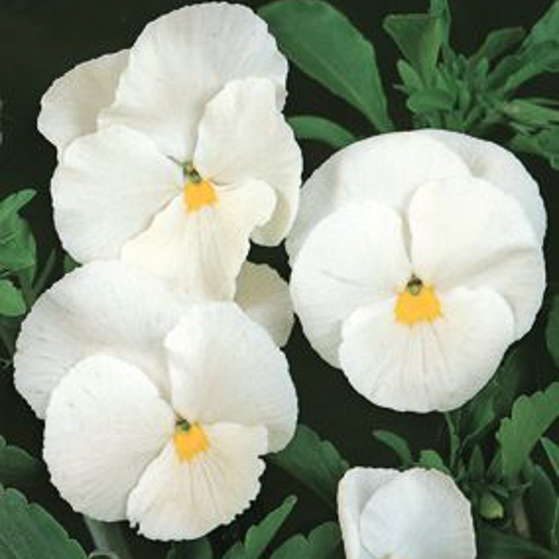 Oasis Horticulture Pty Ltd | PANSY WHITE 100MM POTTED COLOUR