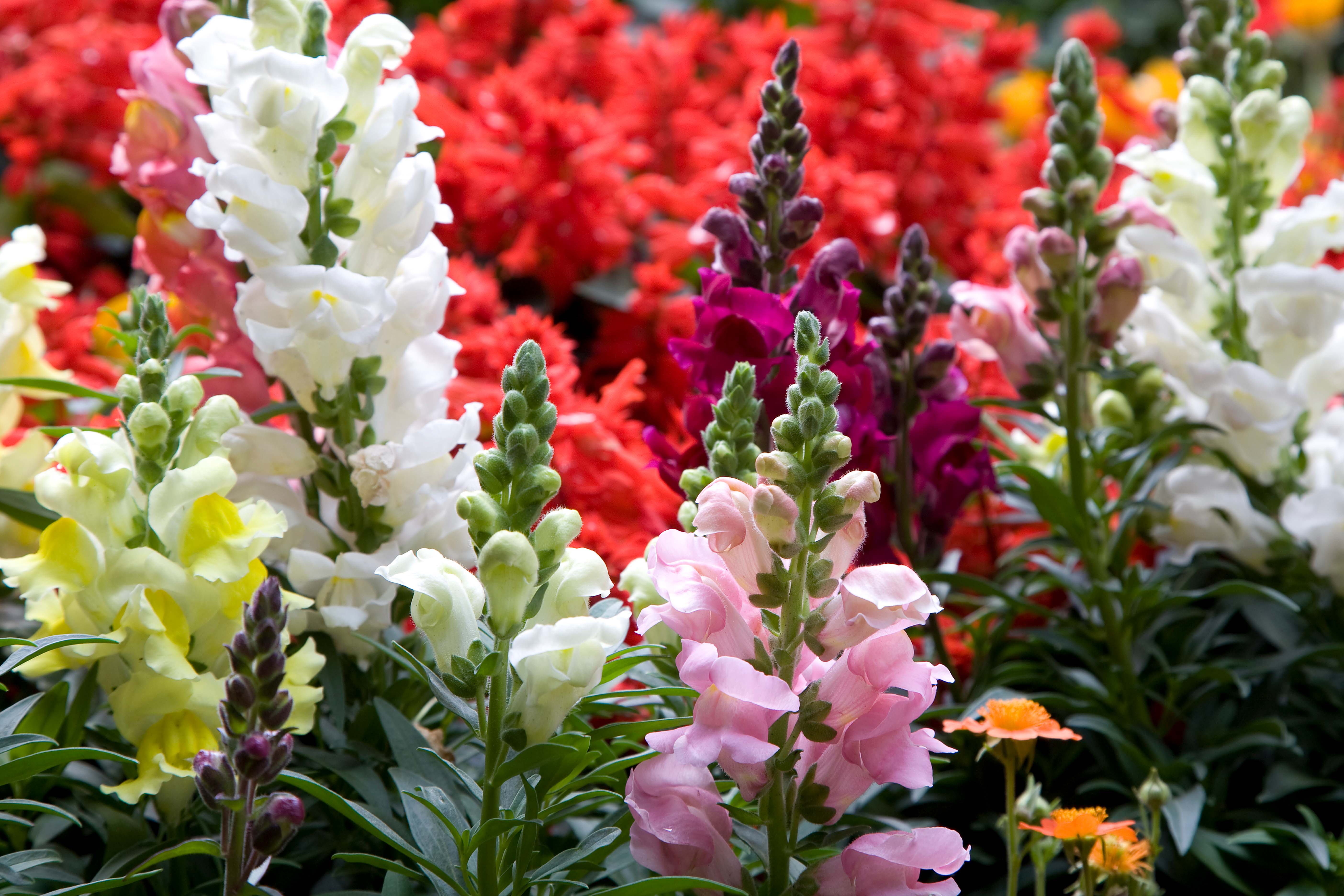 Oasis Horticulture Pty Ltd | SNAPDRAGON TALL MIX FLOWER PATCH PUNNET