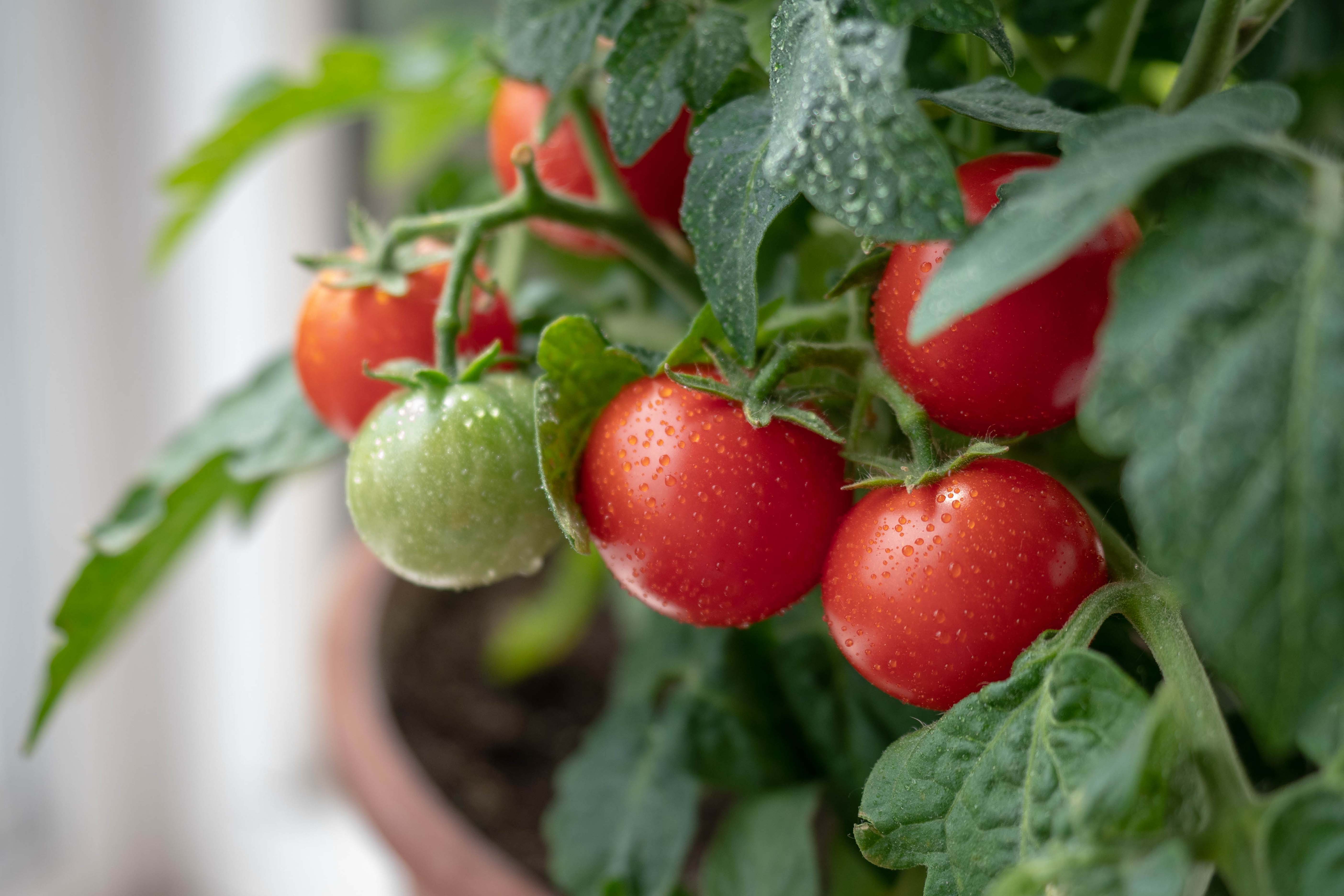 Oasis Horticulture Pty Ltd | TOMATO APOLLO GARDEN HARVEST 100MM POT
