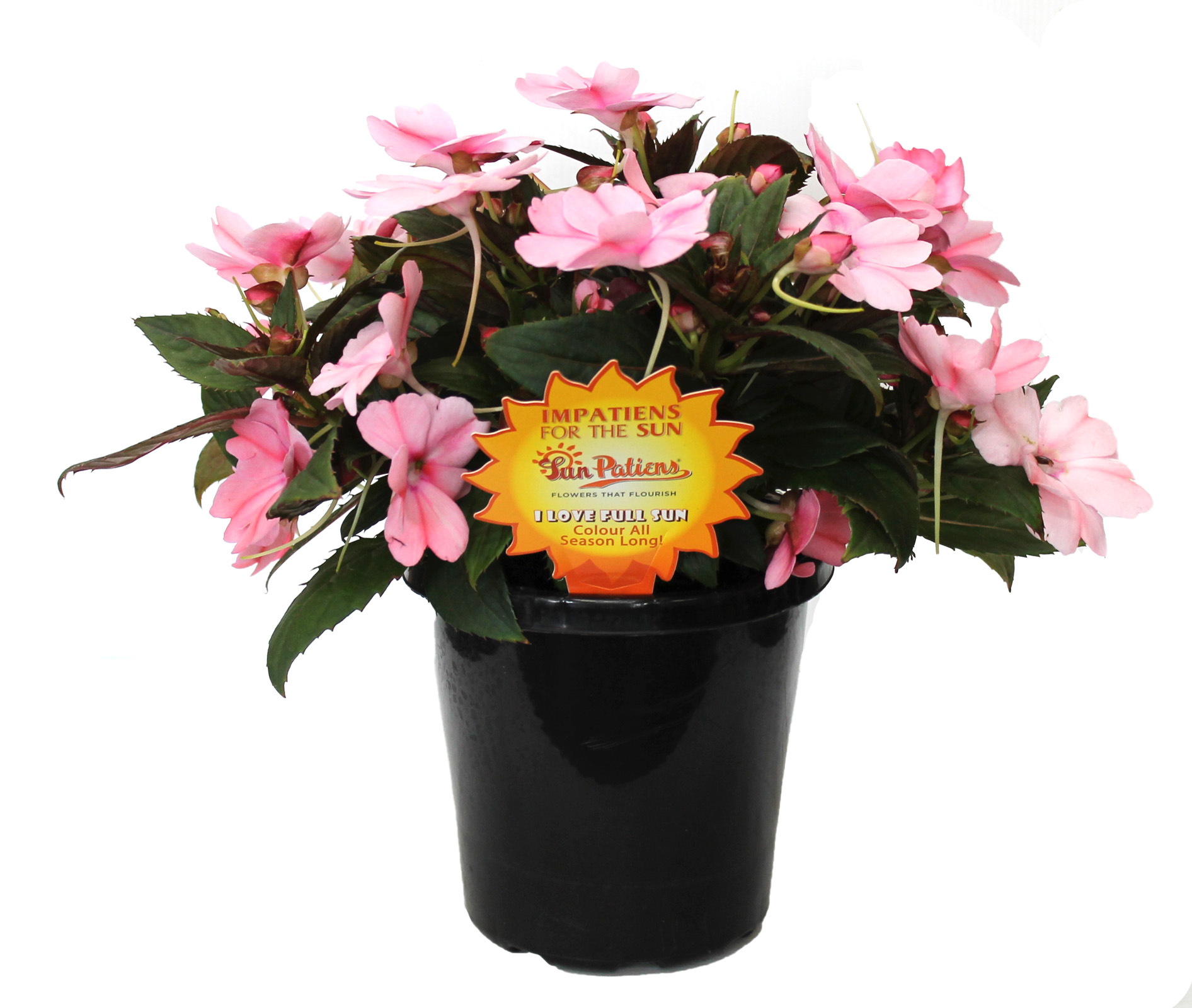 Oasis Horticulture Pty Ltd | SUNPATIENS BLUSH PINK 150MM POT