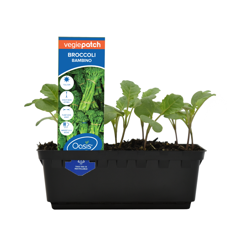 Oasis Horticulture | BROCCOLI BAMBINO VEGIE PATCH PUNNET