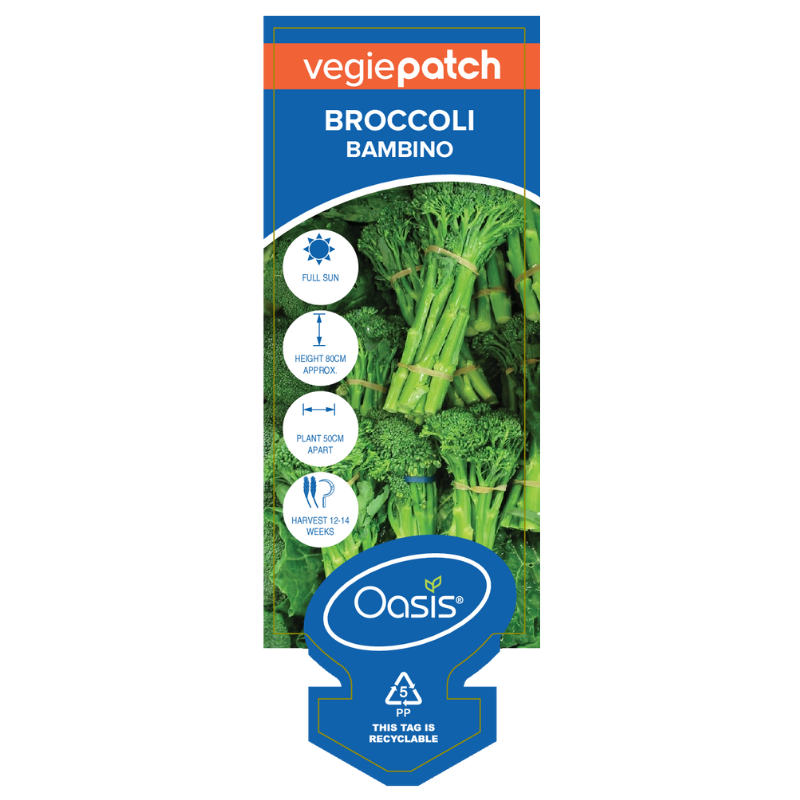 Oasis Horticulture | BROCCOLI BAMBINO VEGIE PATCH PUNNET