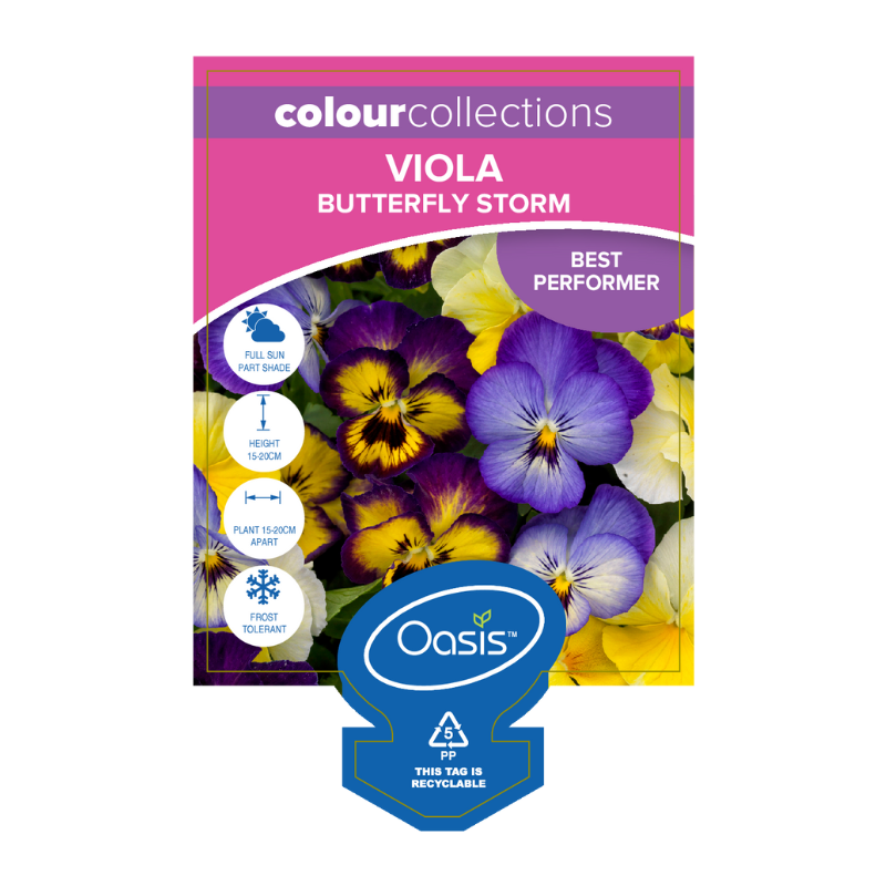Oasis Horticulture | VIOLA BUTTERFLY STORM COLOUR COLLECTIONS 180MM POT