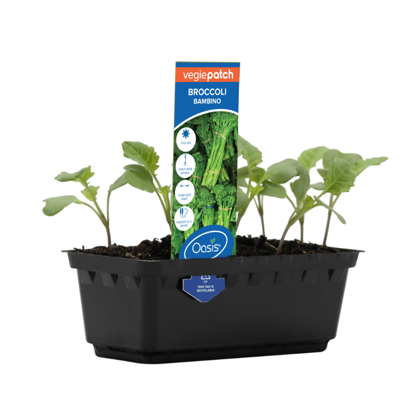 Oasis Horticulture Pty Ltd | BROCCOLI BAMBINO VEGIE PATCH PUNNET