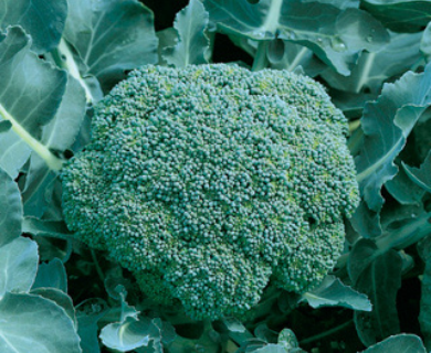 Oasis Horticulture Pty Ltd | Vegetables & Fruit