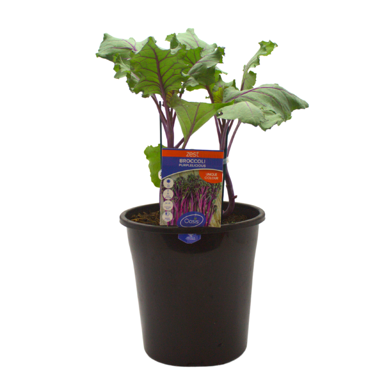 Oasis Horticulture Pty Ltd | BROCCOLI PURPLELICIOUS ZEST 180MM POT