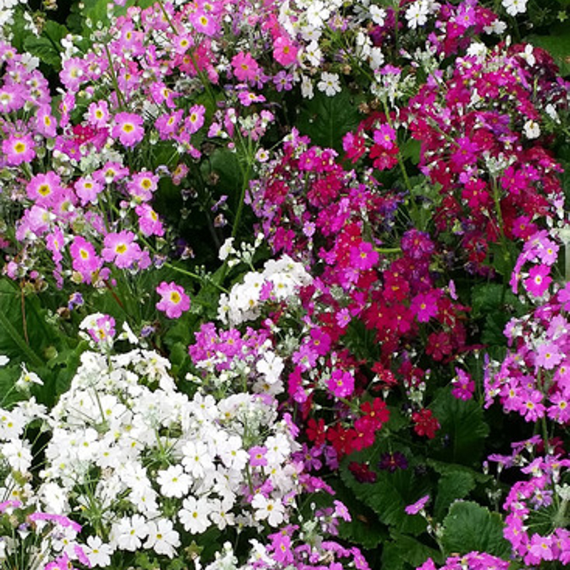 Oasis Horticulture Pty Ltd | Primula Lollipops