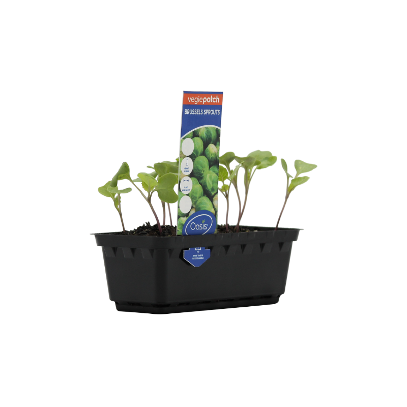 Oasis Horticulture Pty Ltd | BRUSSELS SPROUTS VEGIE PATCH PUNNET