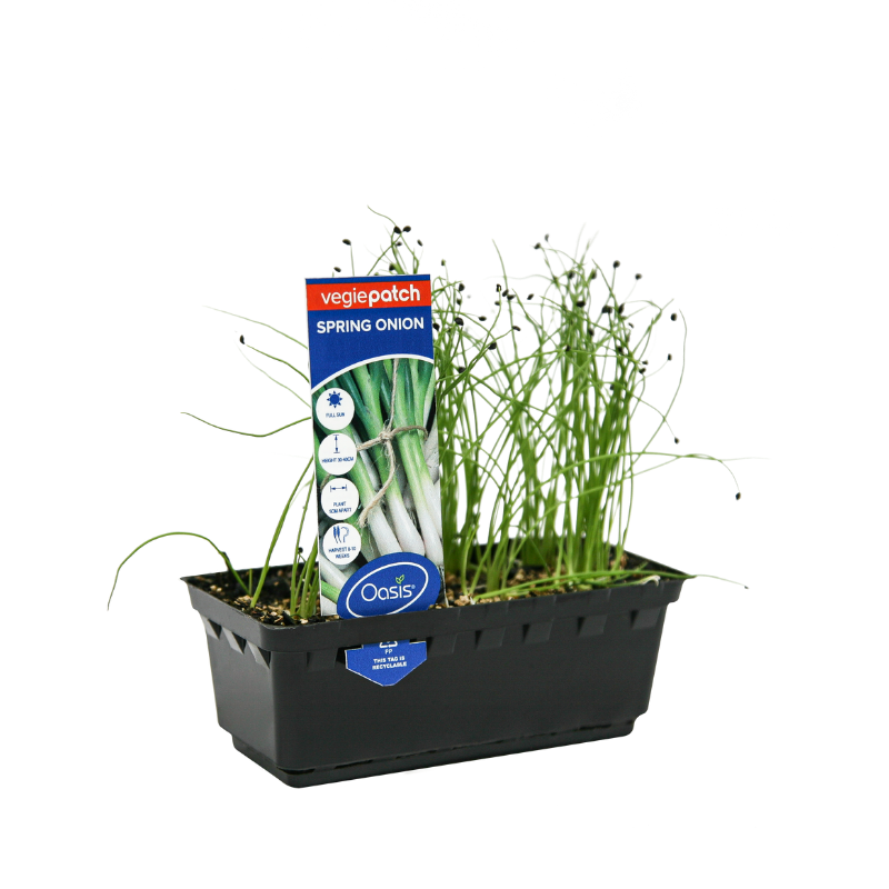 Oasis Horticulture Pty Ltd | SPRING ONION VEGIE PATCH PUNNET