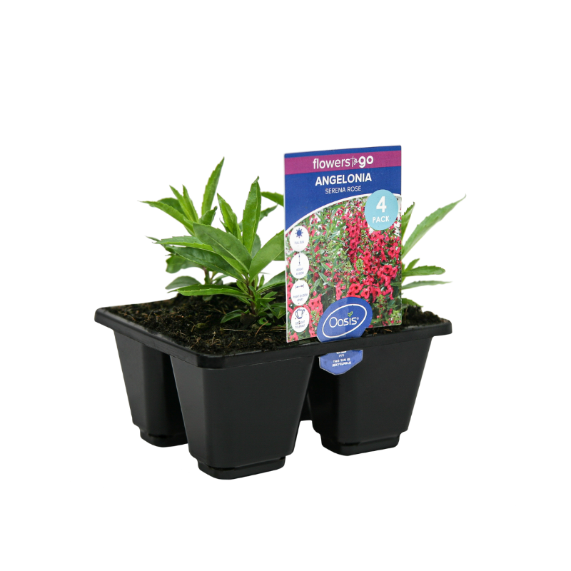 Oasis Horticulture | Angelonia Serena Rose