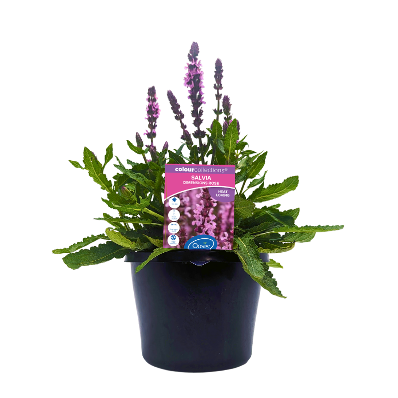 Oasis Horticulture Pty Ltd | Salvia Dimensions Rose