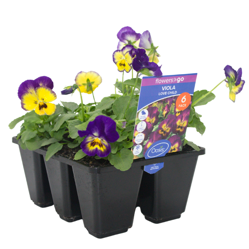 Oasis Horticulture Pty Ltd | Viola Love Child
