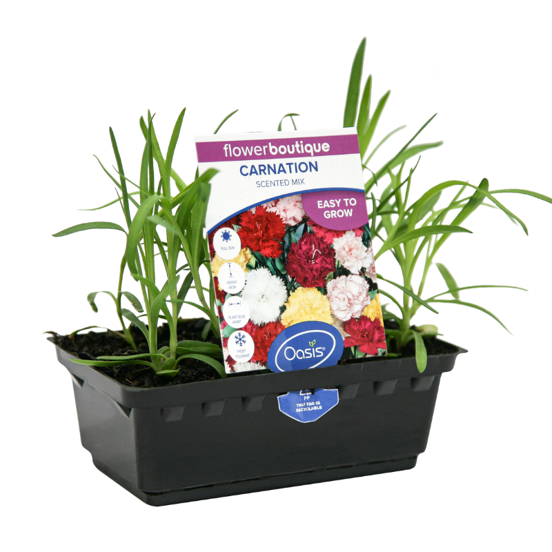 Oasis Horticulture Pty Ltd | Flowering Imperial Punnet