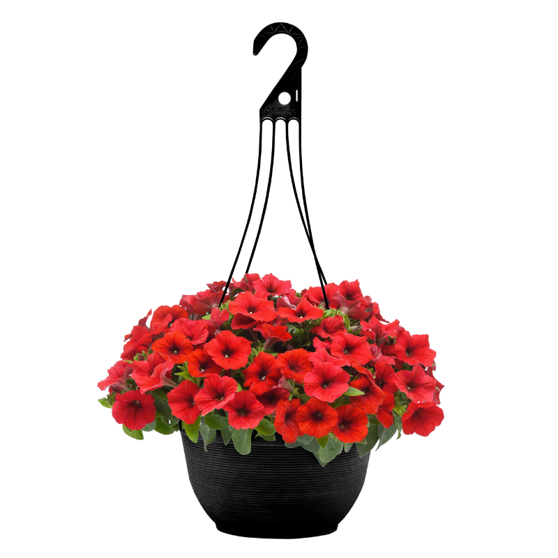 Oasis Horticulture | WAVE PETUNIA RED HANGING BASKET 200MM POT