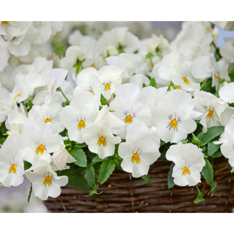 Oasis Horticulture | VIOLA WHITE COLOUR COLLECTIONS 180MM POT