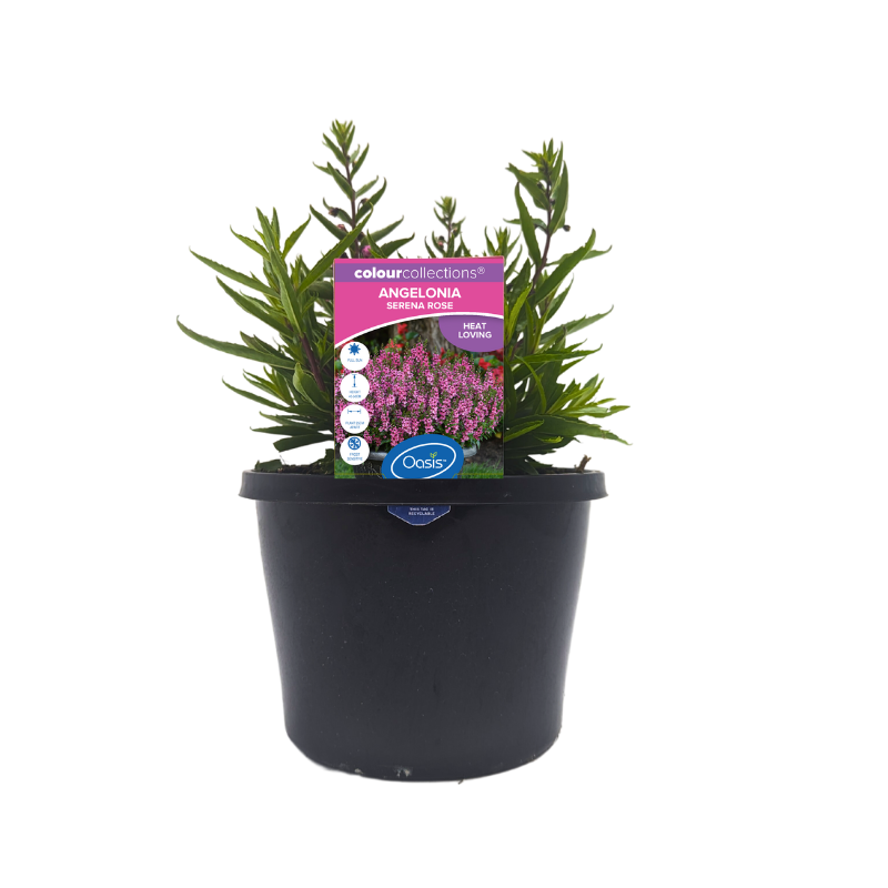 Oasis Horticulture | Angelonia Serena Rose