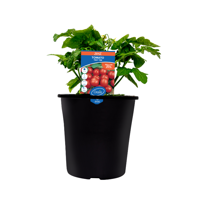 Oasis Horticulture | Tomato Tiny Tim