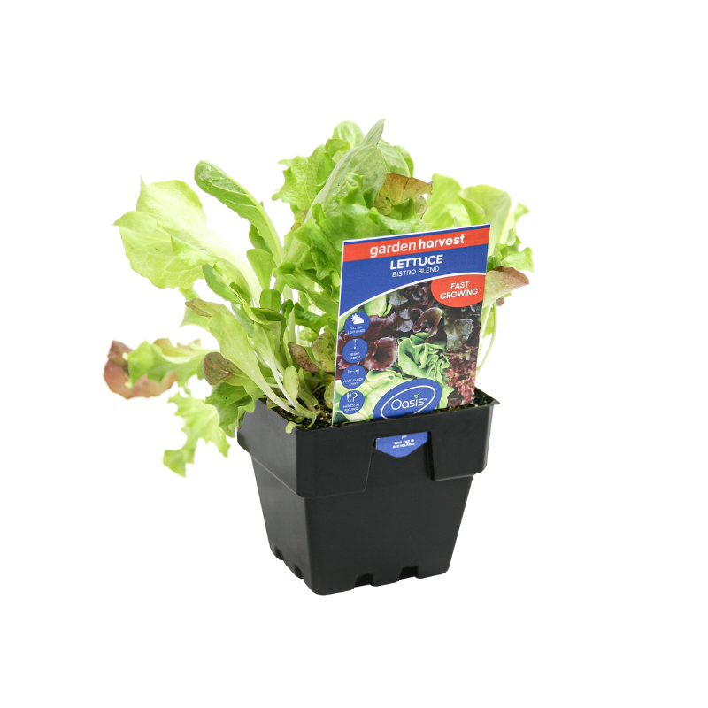 Oasis Horticulture | Lettuce Bistro Blend