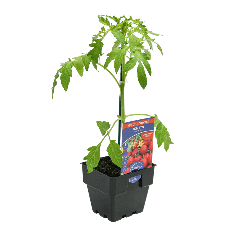 Oasis Horticulture | Tomato Tommy Toe