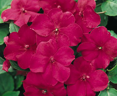 Oasis Horticulture | Flowering Metric Punnet