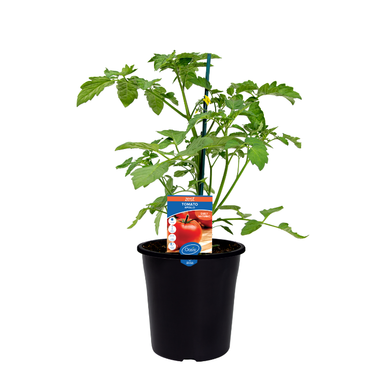 Oasis Horticulture | Tomato Apollo