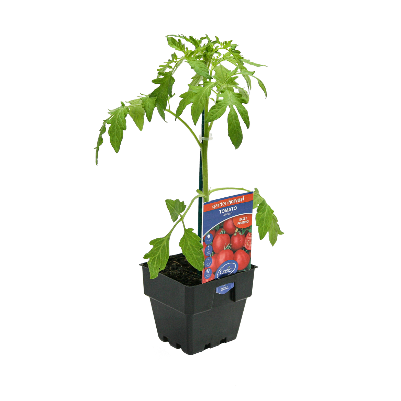 Oasis Horticulture | Tomato Apollo