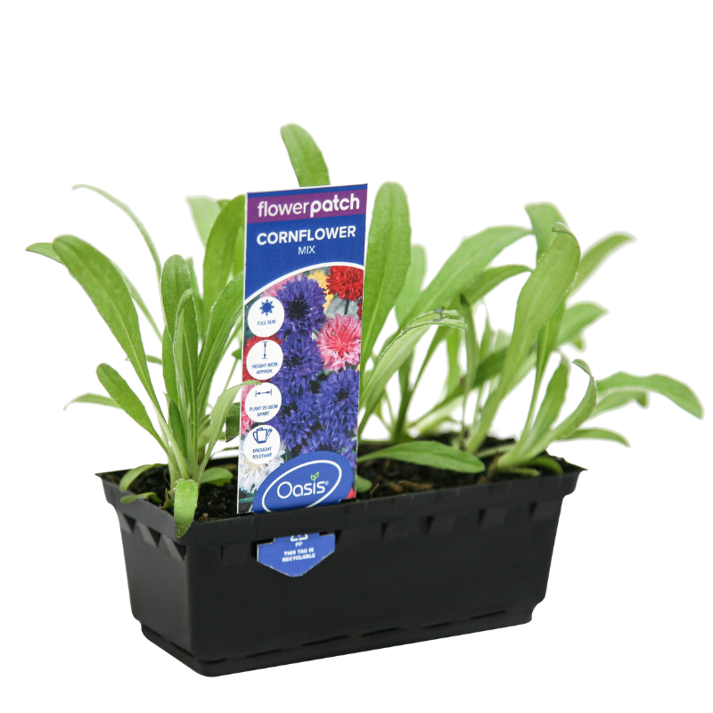 Oasis Horticulture | Flowering Metric Punnet