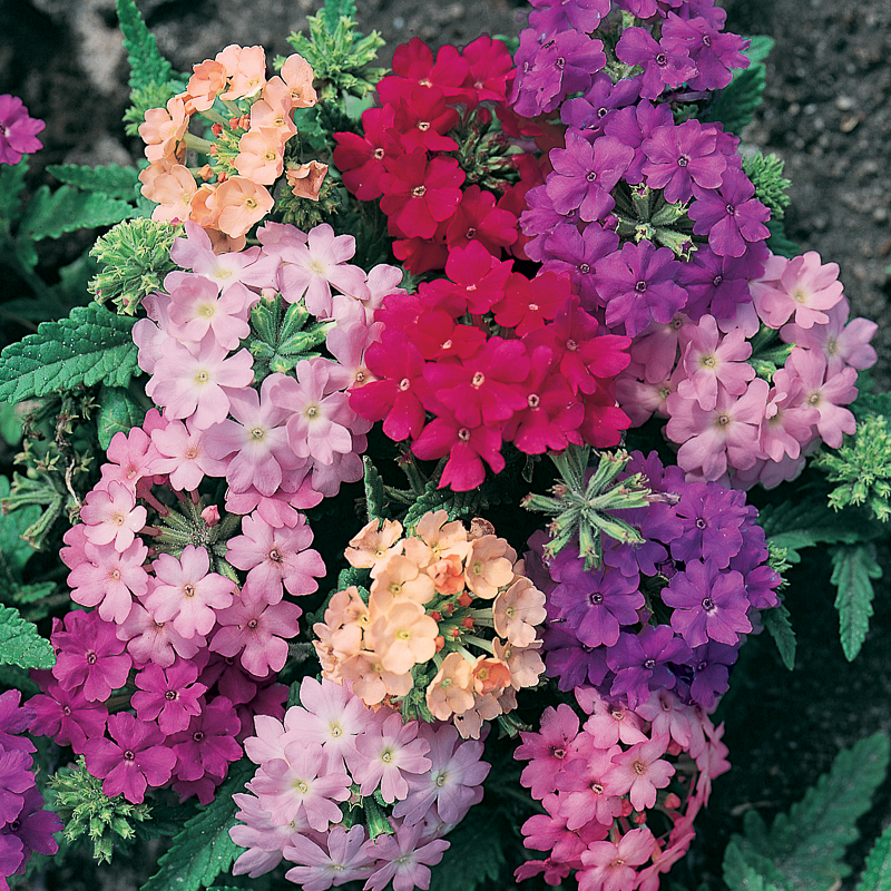 Oasis Horticulture | VERBENA MIX 100MM POTTED COLOUR