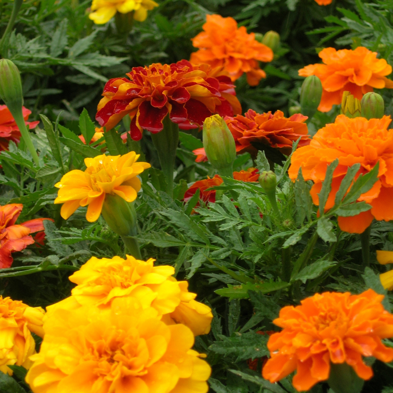 Oasis Horticulture | Marigold Mix
