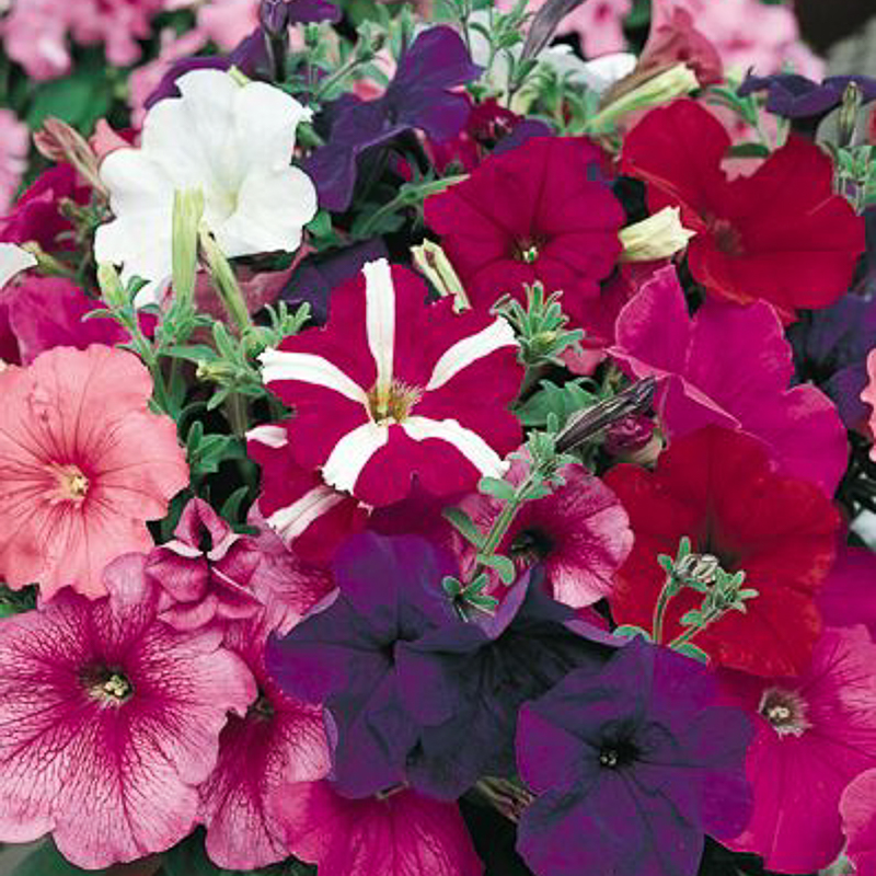Oasis Horticulture | Petunia Mix