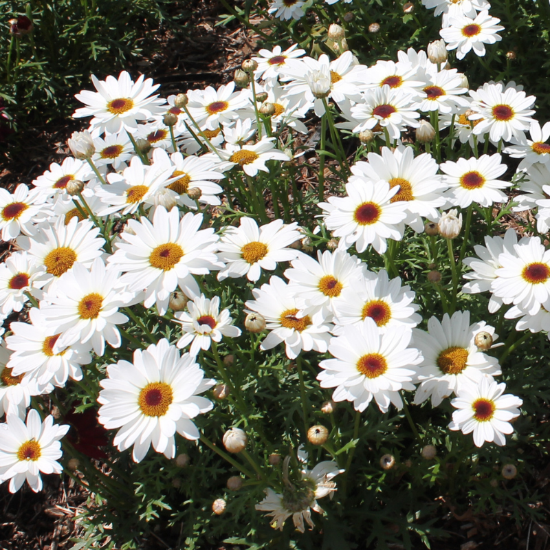 Oasis Horticulture | GRANDAISY WHITE COLOURWAVE 205MM POT