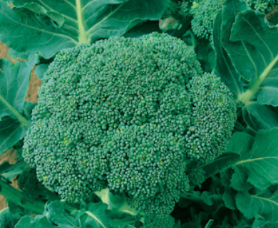 Oasis Horticulture | Vegetables & Fruit