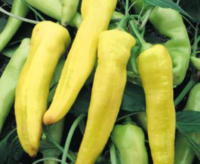 Oasis Horticulture | Vegetables & Fruit