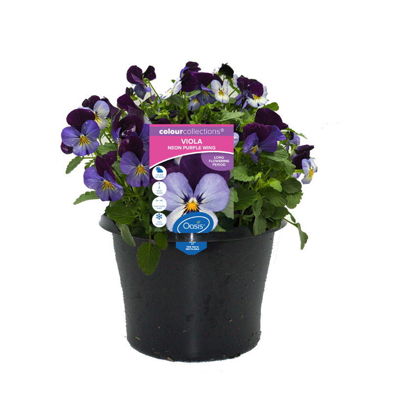 Oasis Horticulture | VIOLA NEON PURPLE WING COLOUR COLLECTIONS 180MM POT